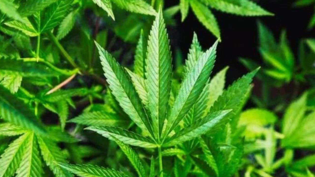 The Ultimate Guide to Blunturi: Tips and Tricks for Beginners